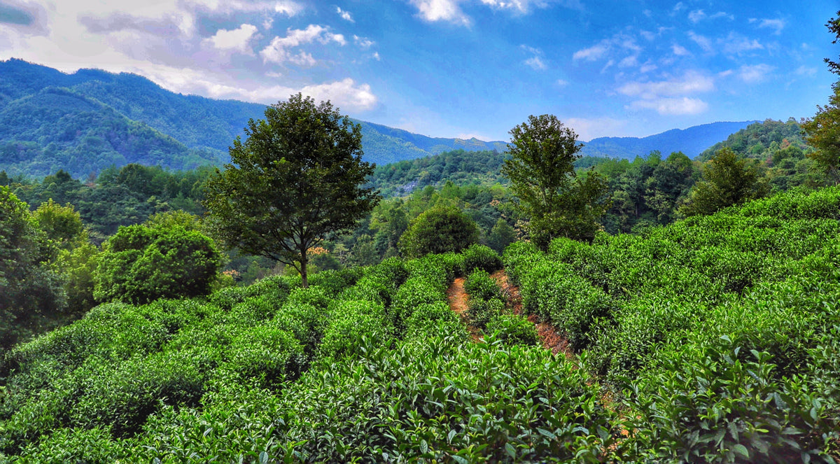 Jiangxi Black Tea — Yunnan Sourcing Tea Shop