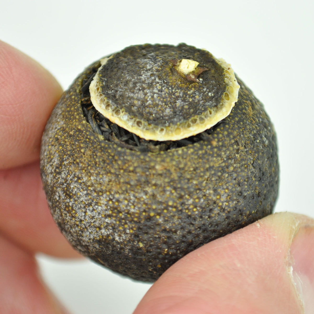 Tangerine and Orange Stuffed Teas — Yunnan Sourcing Tea Shop