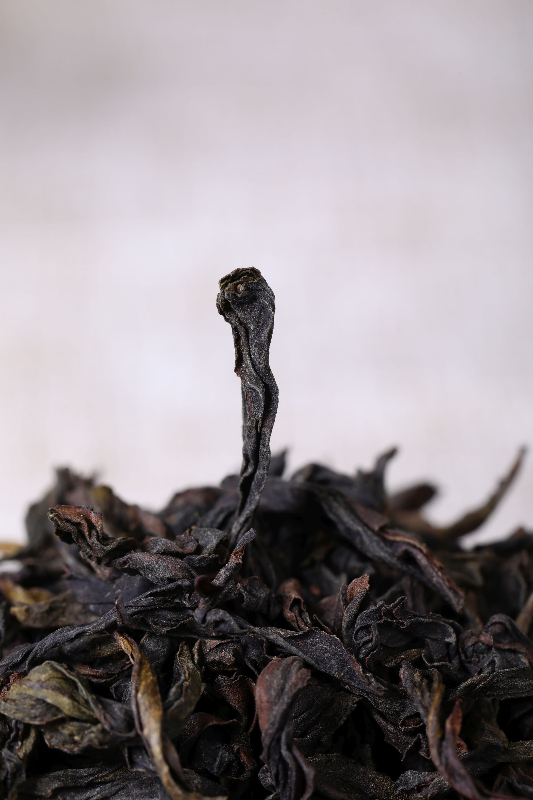 Gold Mudan "Jin Mu Dan" Wu Yi Rock Oolong Tea Yunnan Sourcing Tea Shop