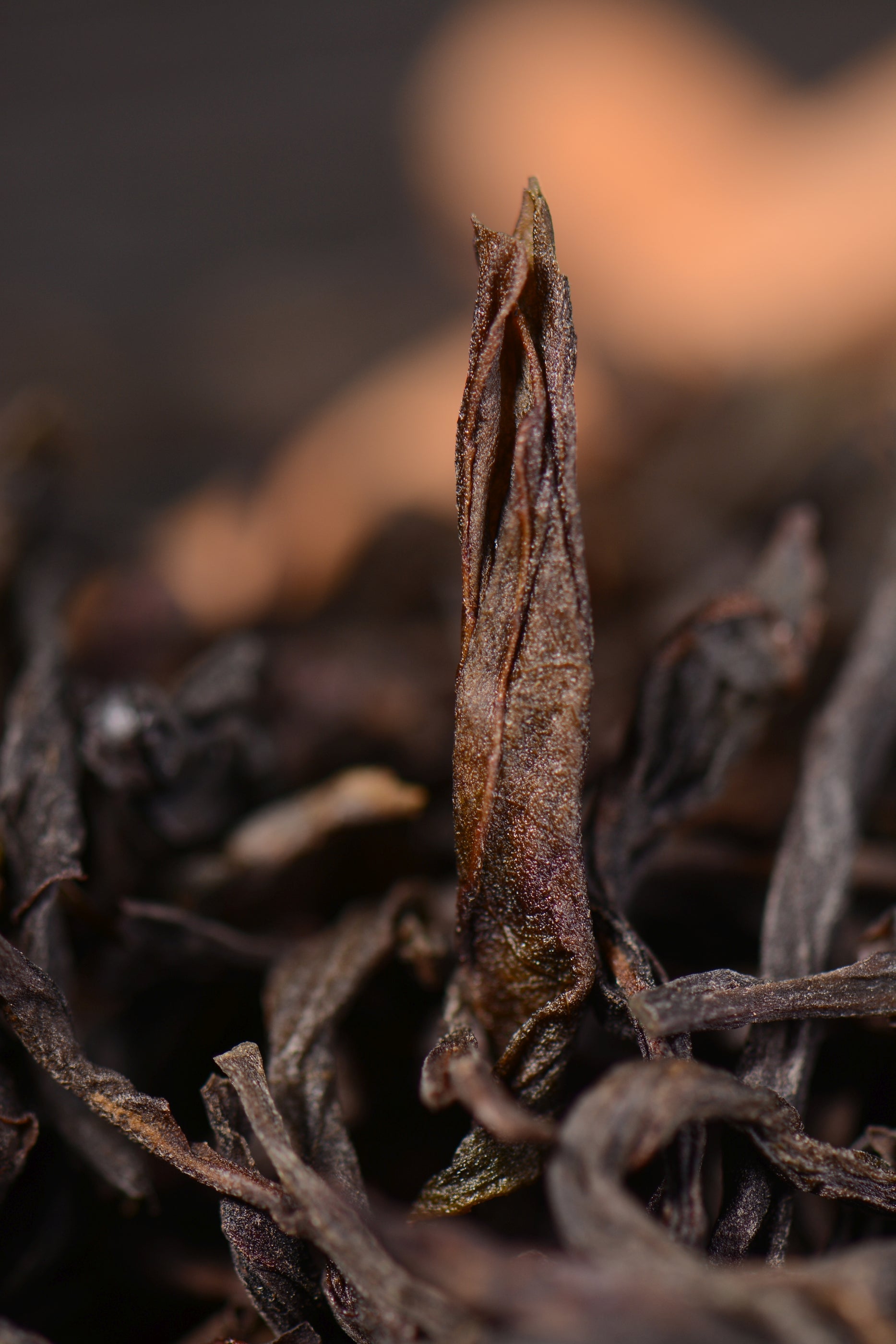 High Mountain "Wen Zhong" Dan Cong Oolong Tea Yunnan Sourcing Tea Shop