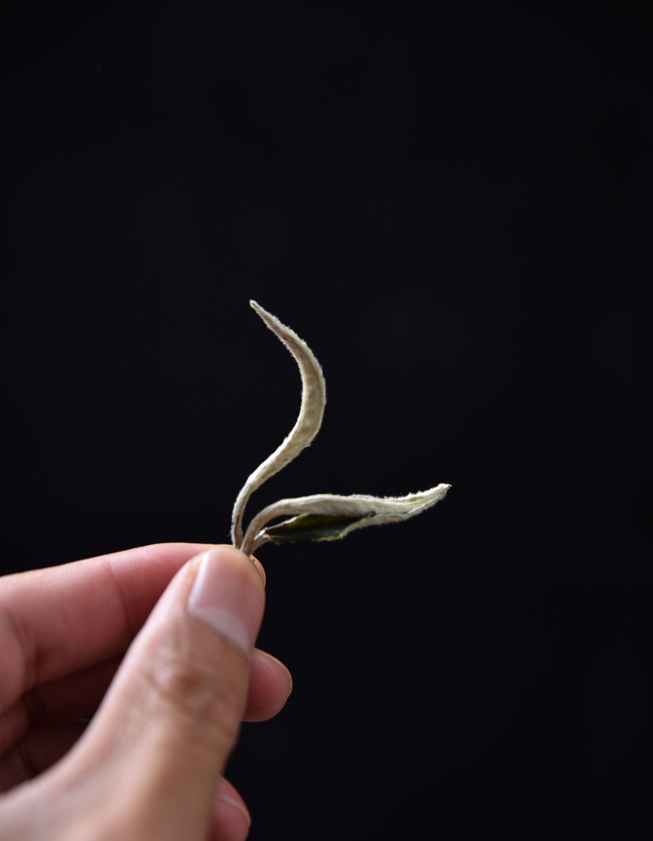 Jing Gu Yang Ta Yunnan Bai Mu Dan White Tea — Yunnan Sourcing Tea Shop