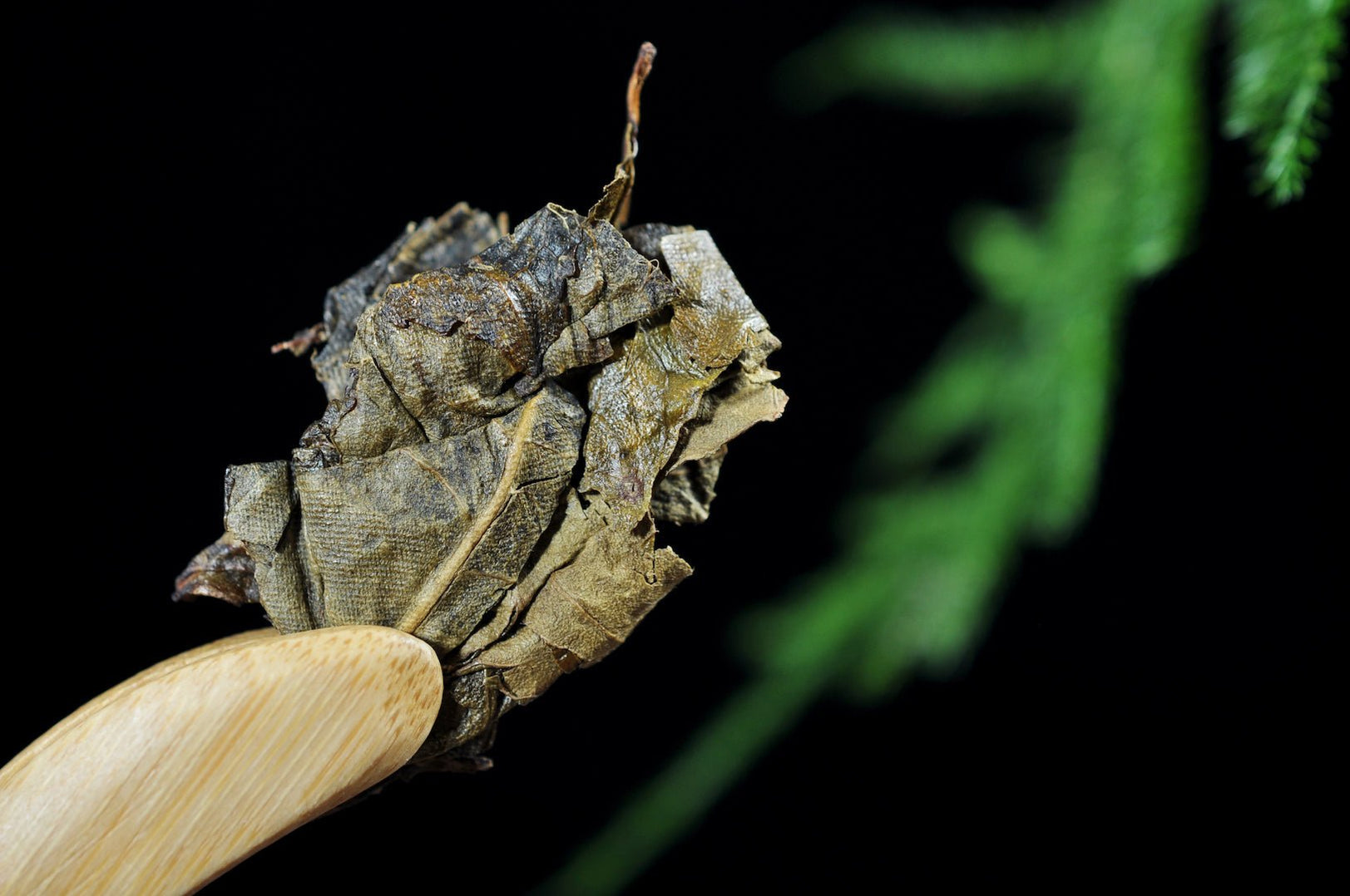 2000 Yi Wu "Huang Pian" Matured Leaves Raw Pu-erh Tea Cake — Yunnan ...