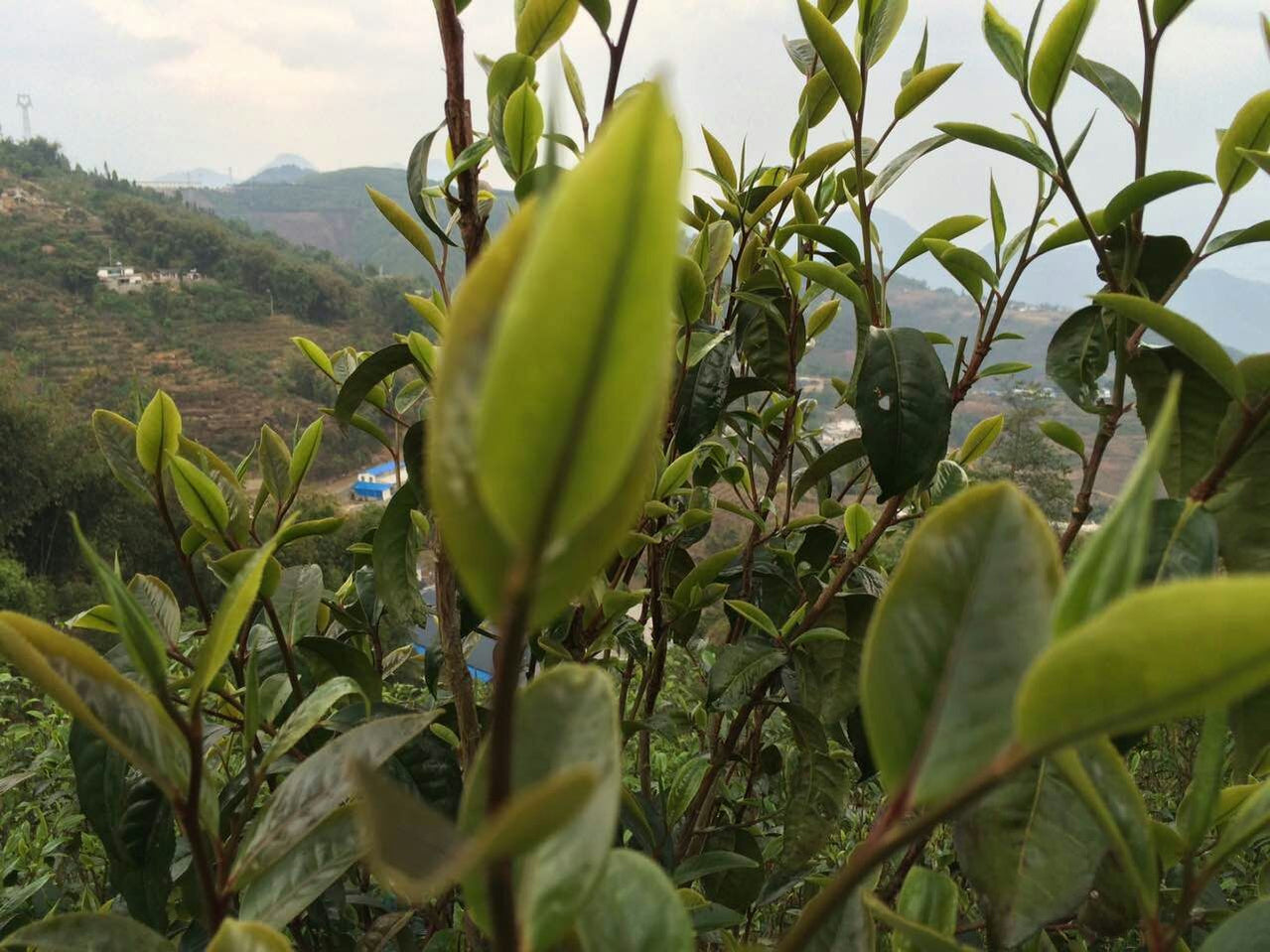 2016 Yunnan Sourcing "Bang Dong Zi Cha" Purple Raw Pu-erh Tea Cake ...