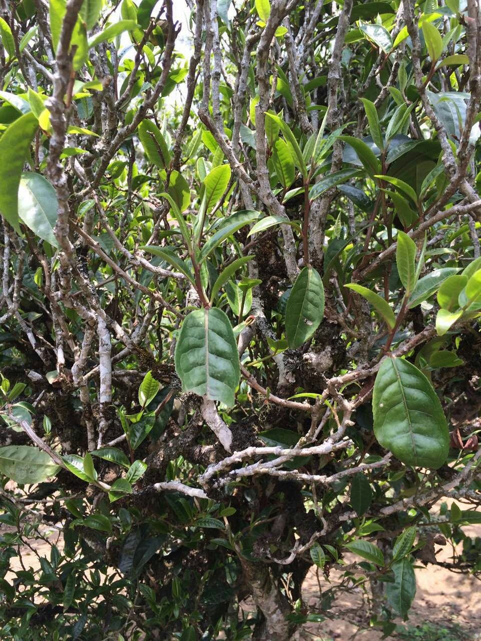 2016 Yunnan Sourcing "Bang Dong Zi Cha" Purple Raw Pu-erh Tea Cake ...