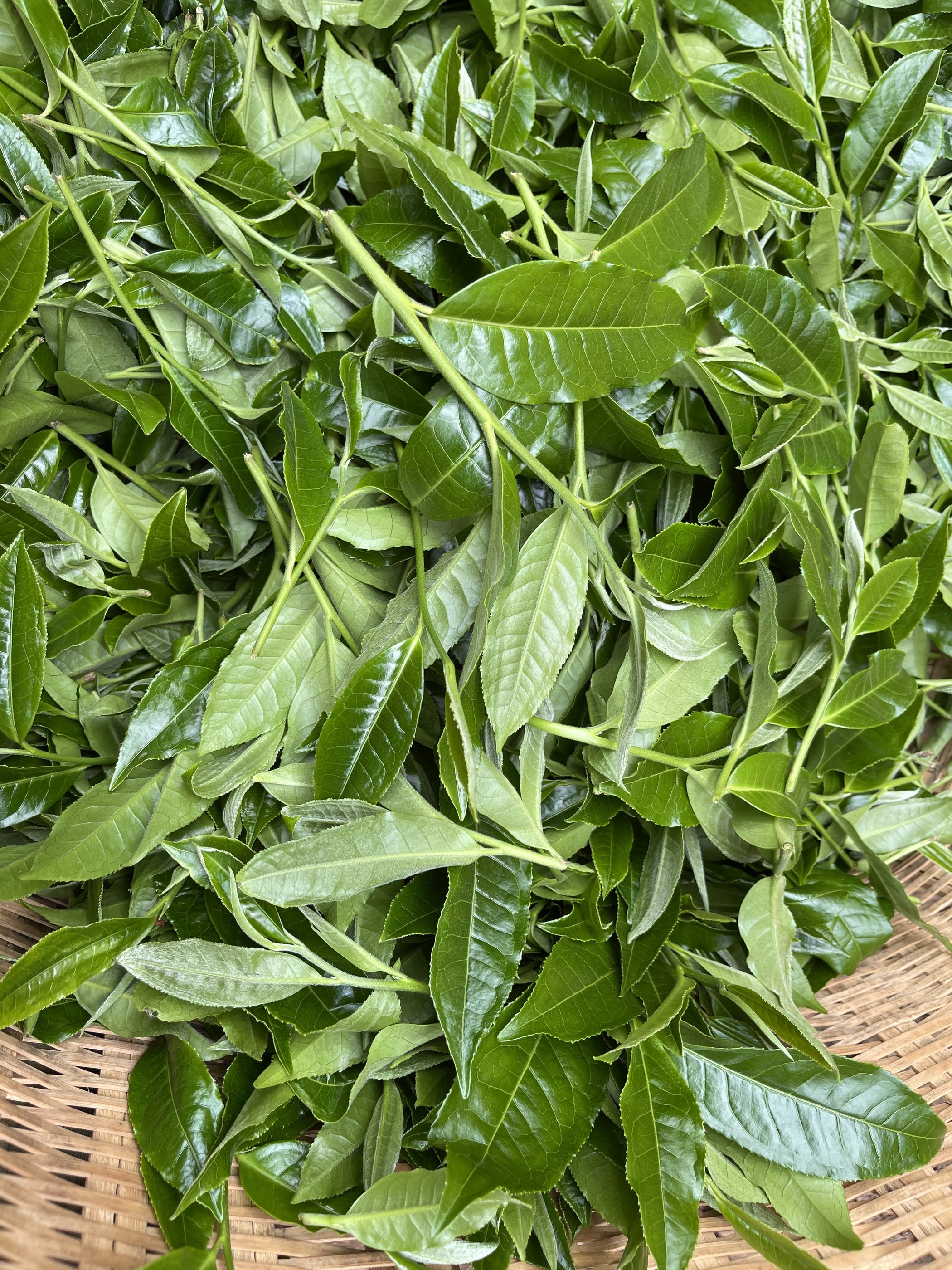 2021 Yunnan Sourcing "Suan Zao Shu" Old Arbor Raw Pu-erh Tea Cake — Yunnan Sourcing Tea Shop